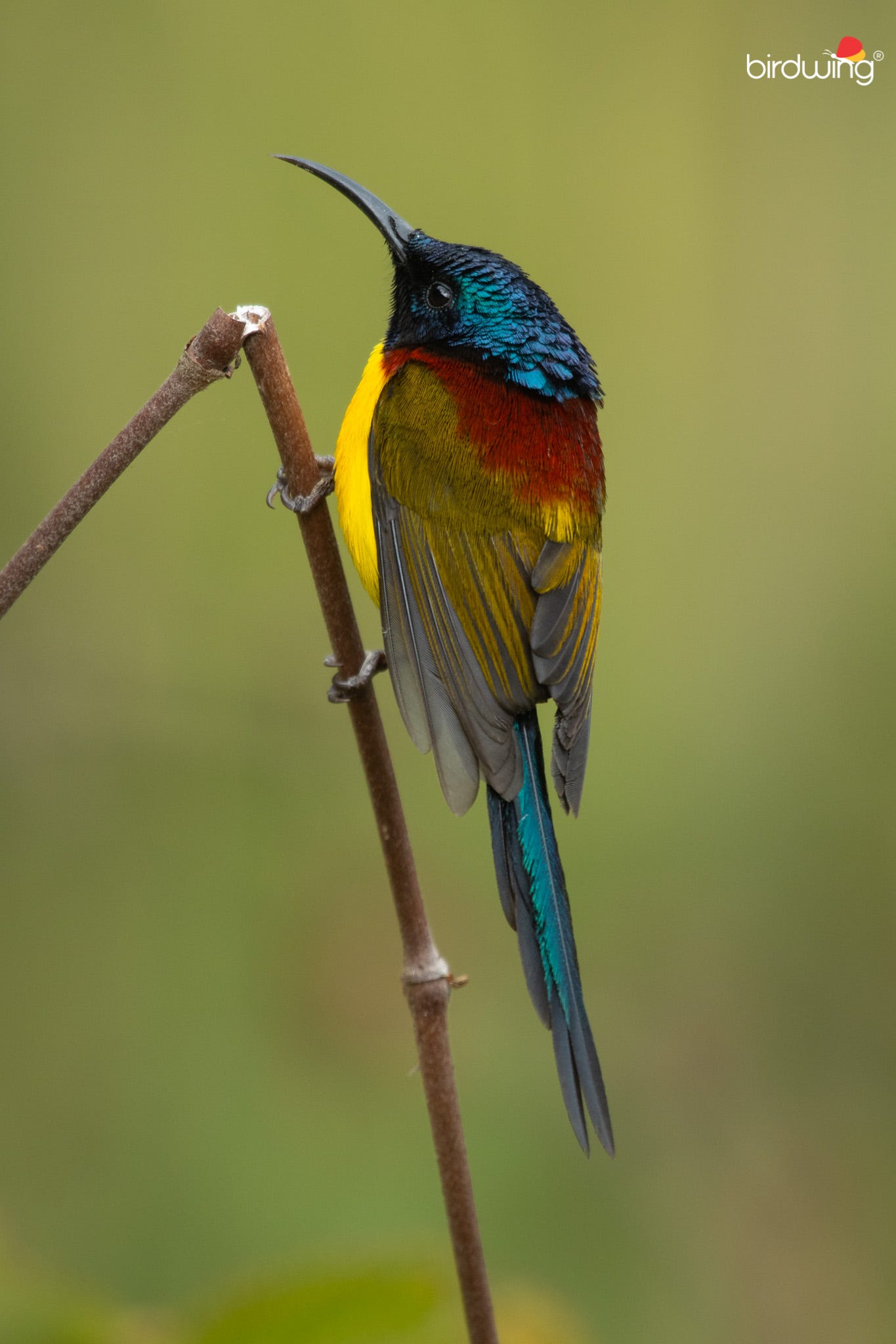 BHUTAN BIRD PHOTOGRAPHY TOUR — APRIL 2019 | by Birdwing Photo Tours Pvt ...