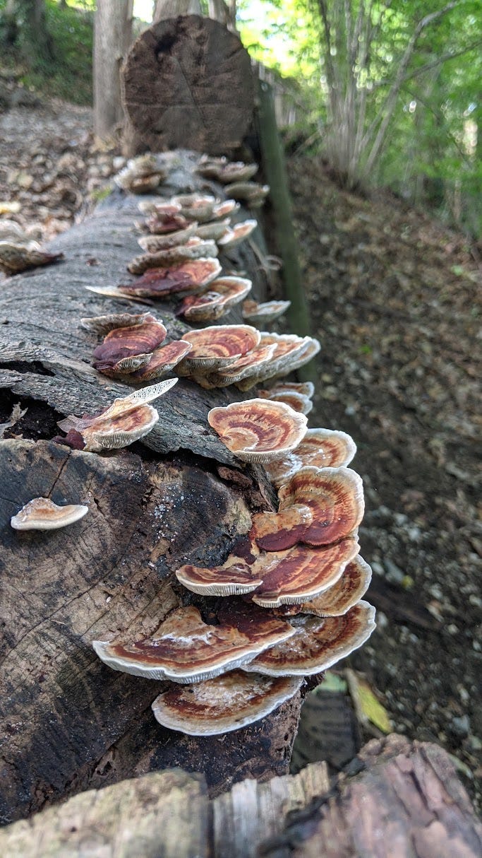 Mushroom stairs. And bracing for the fall. | by LucianoSphere | Weeds ...