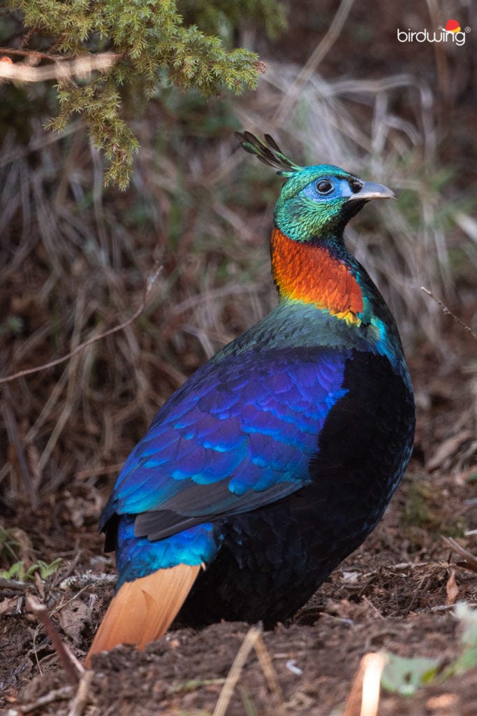 BHUTAN BIRD PHOTOGRAPHY TOUR — APRIL 2019 | by Birdwing Photo Tours Pvt ...