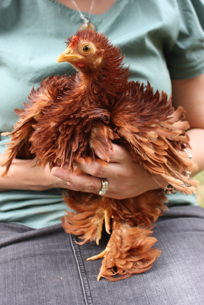 Breeds of Chicken You Never Knew You Wanted | by Amanda Buttineau | Aug ...
