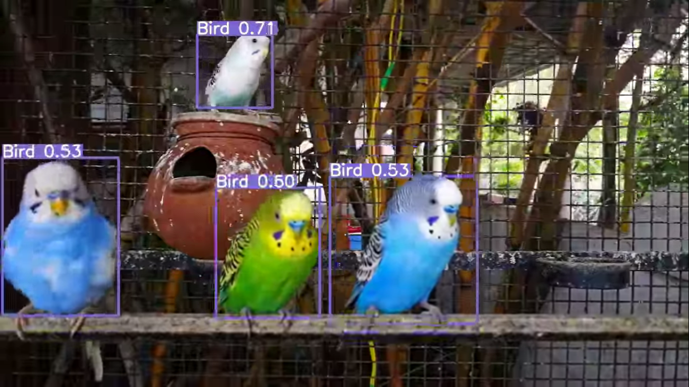 Object Detection Zoo PART-2 | Birds Detection