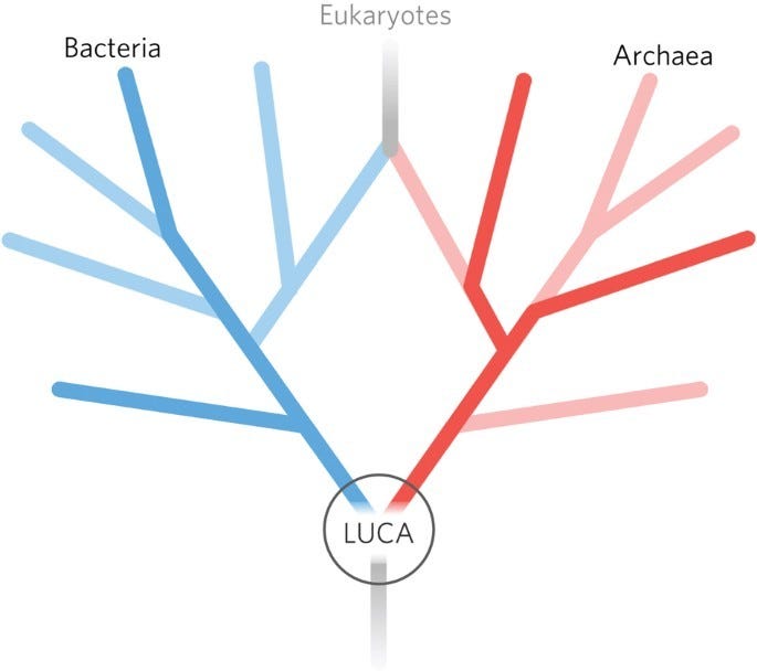 LUCA — The Last Universal Common Ancestor | by ScienceDuuude | Science and Philosophy | Medium