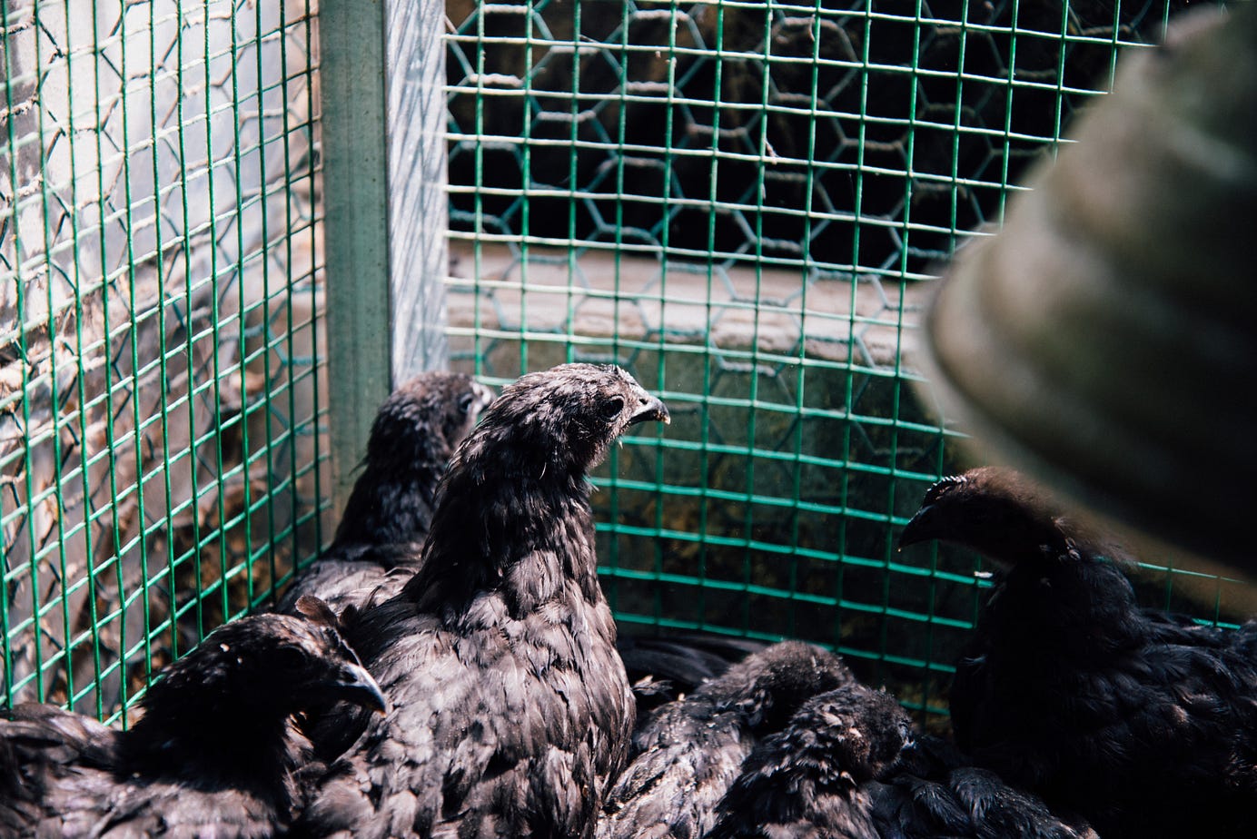 Mother of Chickens. The story of Yeonsan Ogye Black Chicken… | by ...