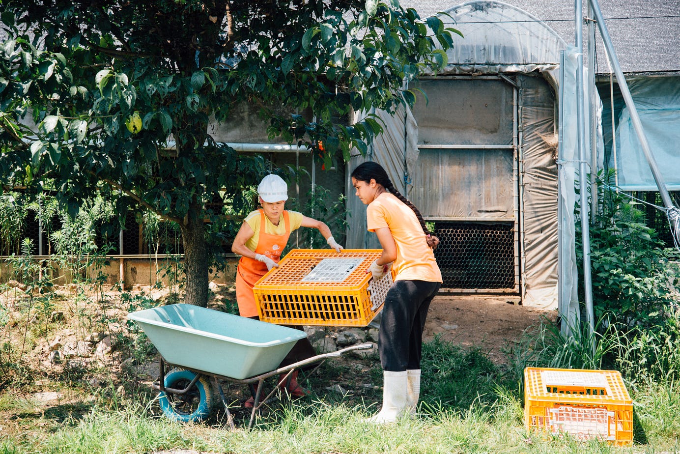 Mother of Chickens. The story of Yeonsan Ogye Black Chicken… | by ...