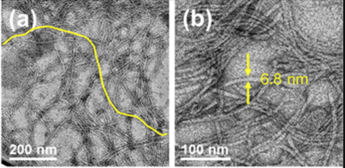 Today I Learned: June 10, 2019. M13 phage. Blueberries. The fundamental ...