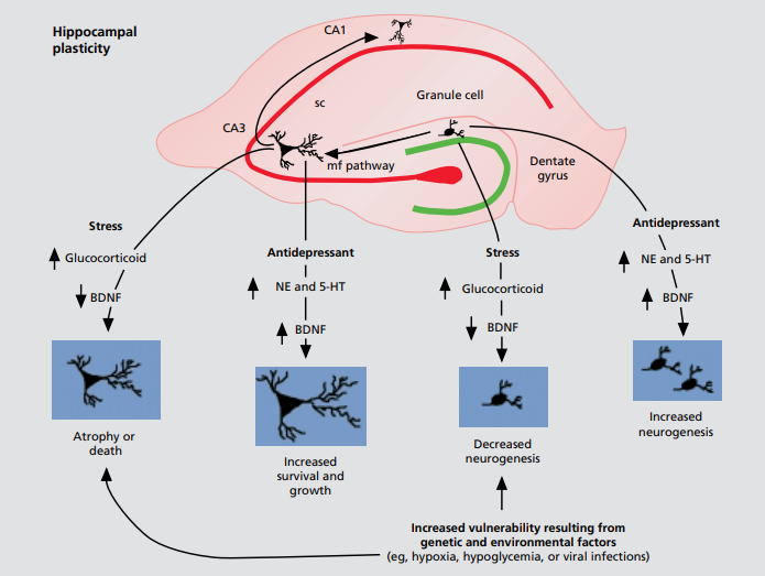 The Neuroscience of Stress | by Jenna Jager | Medium