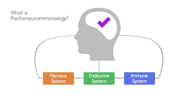 Psychoneuroimmunology?. PNI is the scientific study which… | by Mark E ...