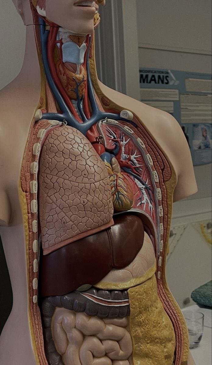 Digestion and Digestive system of man | by SumaiyaSultan | Aug, 2022 ...