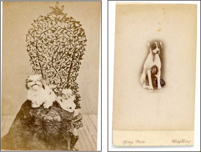 Some Early Photographs of the Dog in 19th-Century Singapore and the ...
