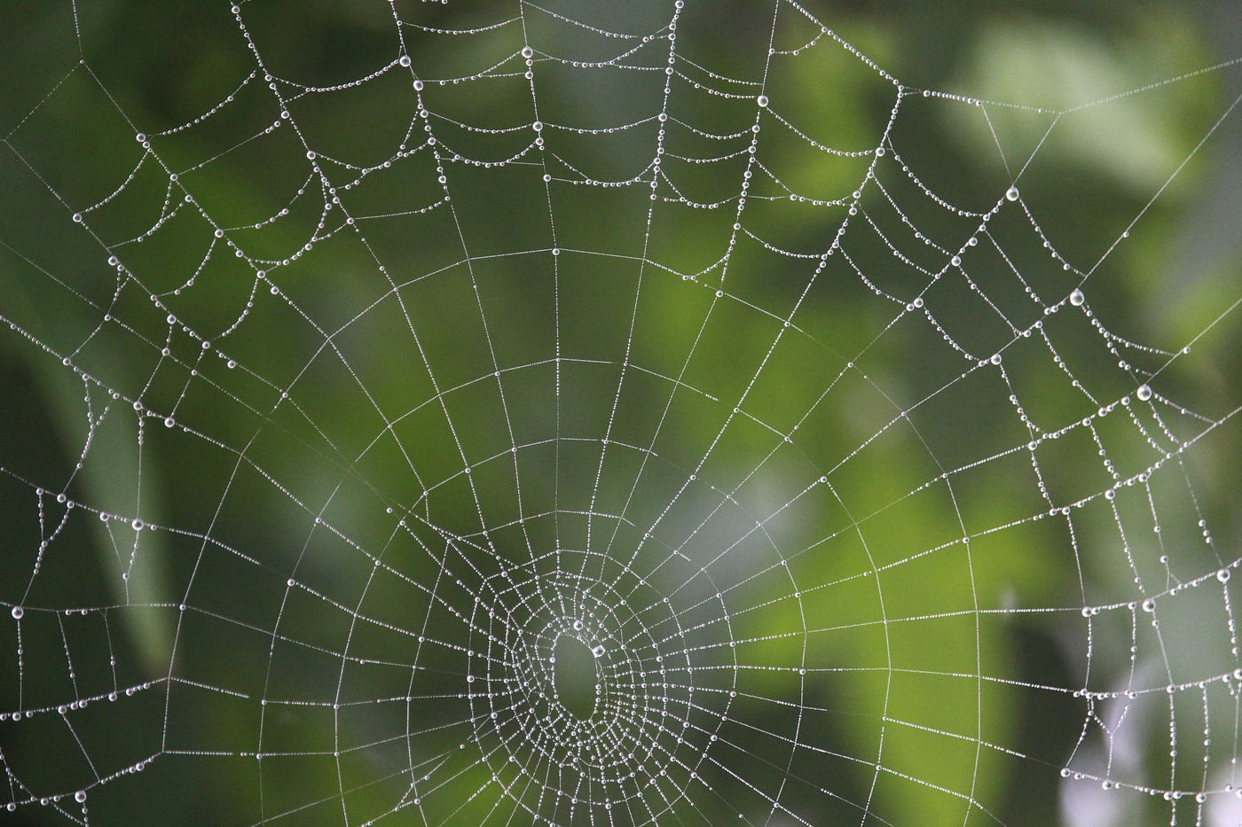 Mindfulness And Spiders. Can they go together? | by Marlane Ainsworth ...