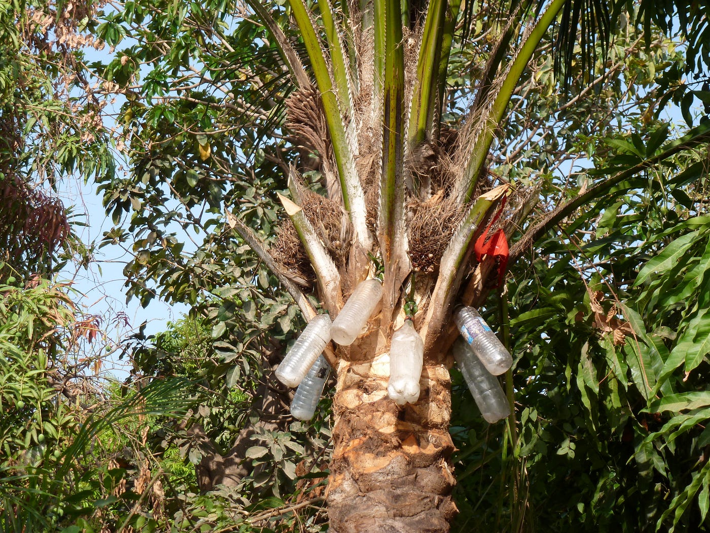 4 Reasons to Drink Palm Wine From Igboland | by Adeniyi ogunfowoke | Medium