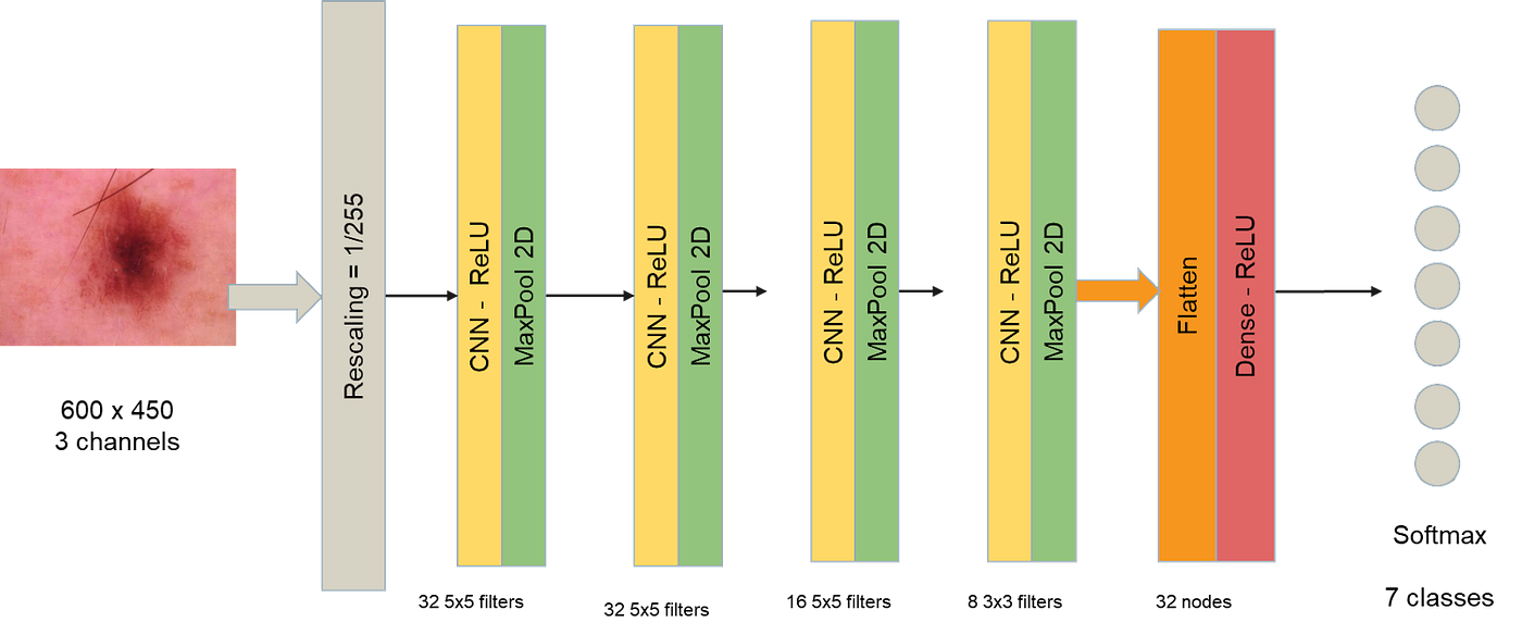 Convolutional Neural Network for Skin Cancer Classification | by Avery ...