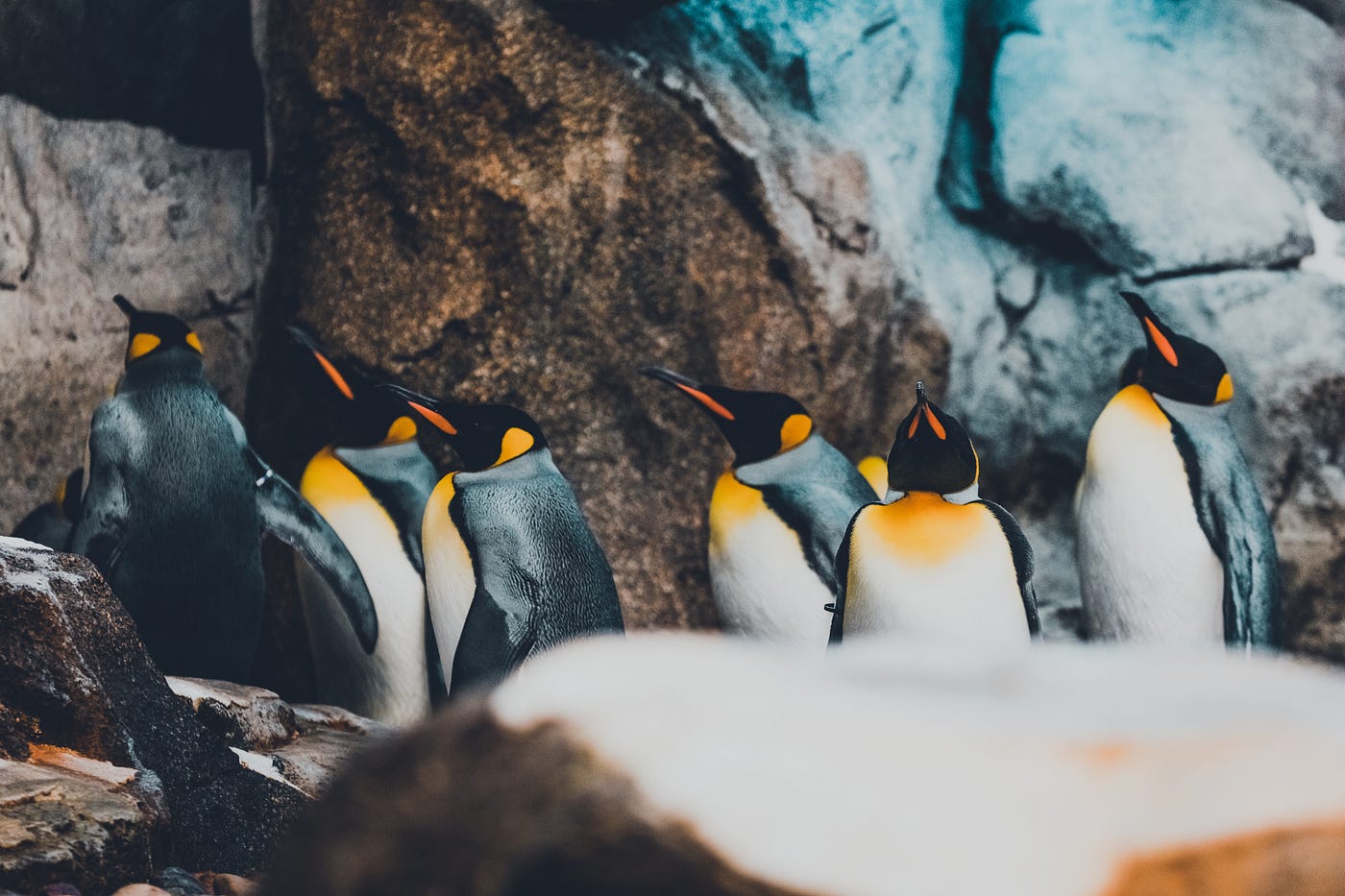 Chasing winds — and penguins. A sneak-peek into 2050 | by Ashwini ...