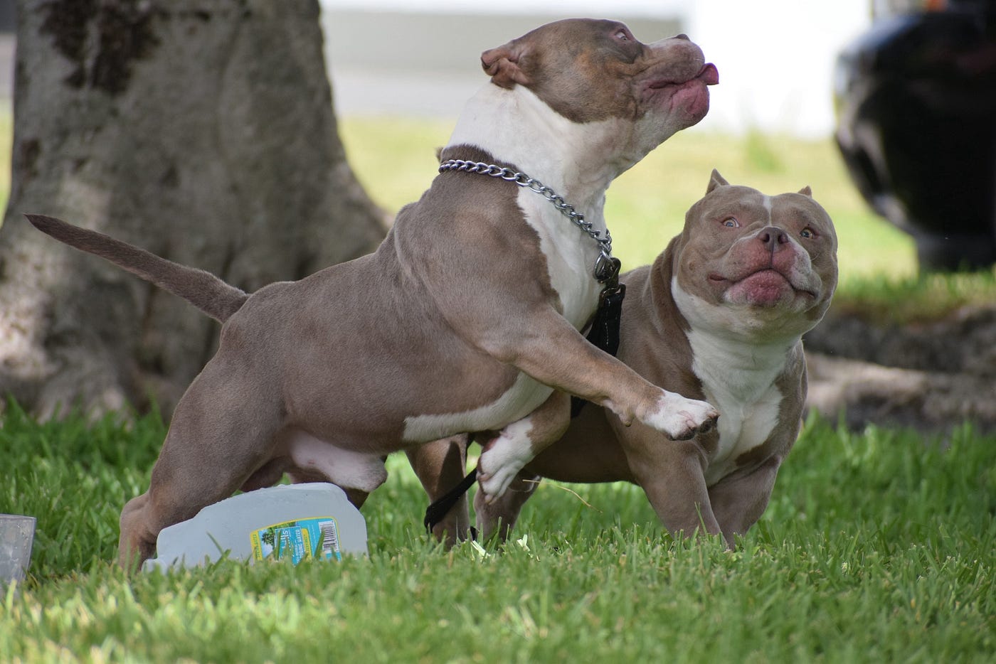 BEST OF THE TRI COLOR AMERICAN BULLY | AMAZING DOG BREED | THE POCKET ...
