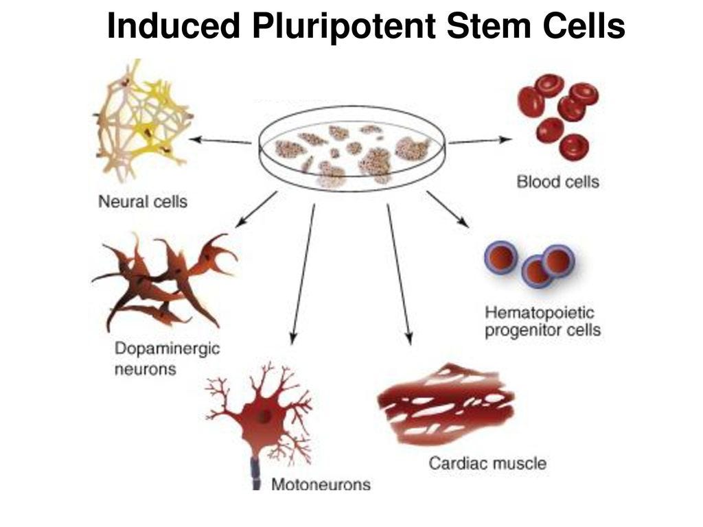 Cellular Secrets How Stem Cells Can Help Us Model Diseases And