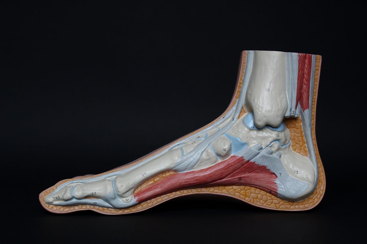 Making artificial tendons from hydrogels | by Vineeth Venugopal | May ...