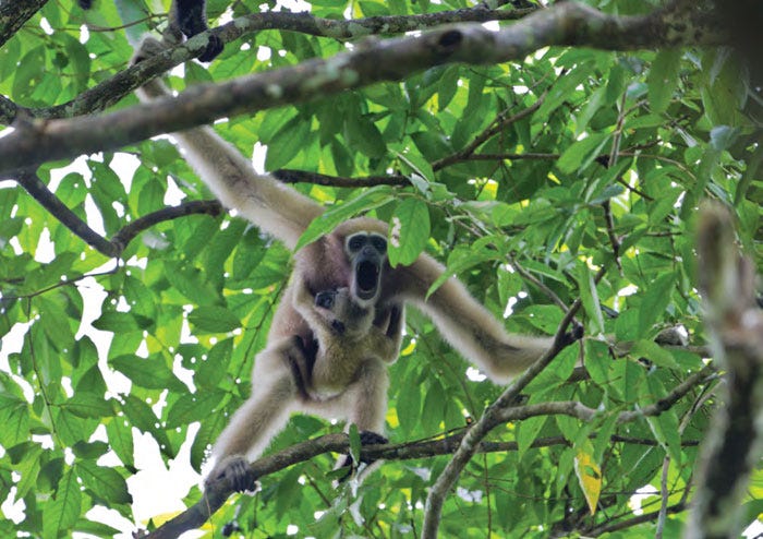 Exploring the Primates of Hoollongapar Gibbon Wildlife Sanctuary | by ...