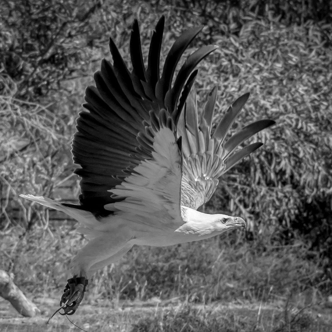 Osprey Bird of Prey. A top predator and keystone species | by Peter ...