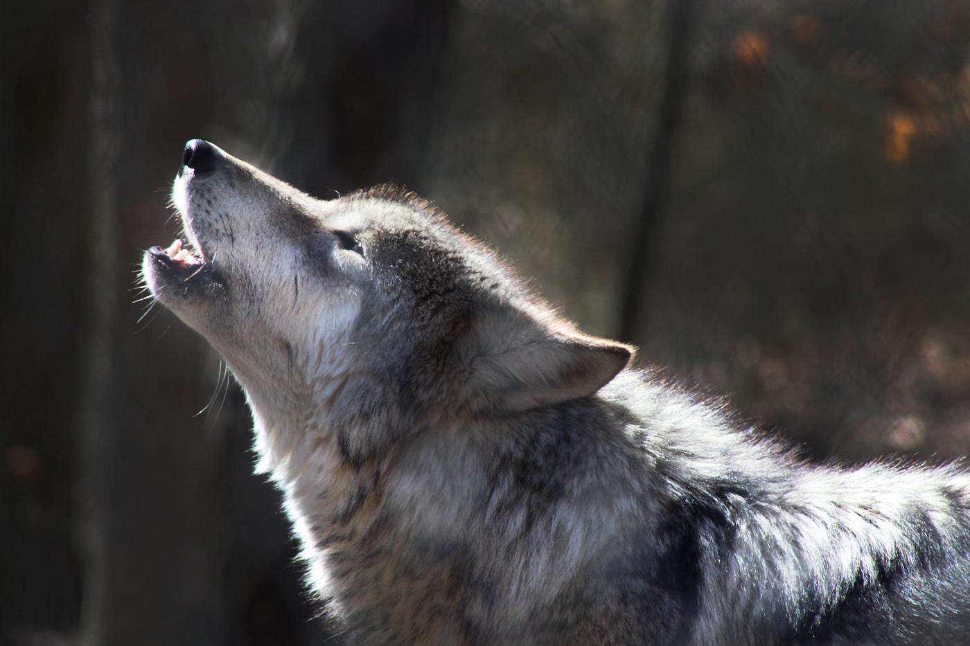 The Significance of the Wolf Moon — January 2020 | by Selene Crescent ...