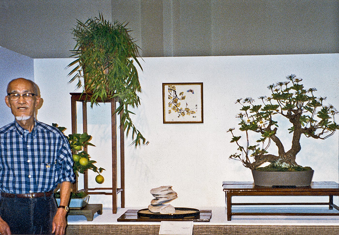 Yuji Yoshimura: A Western Bonsai Messiah | by Arjun Dhamrait | Medium