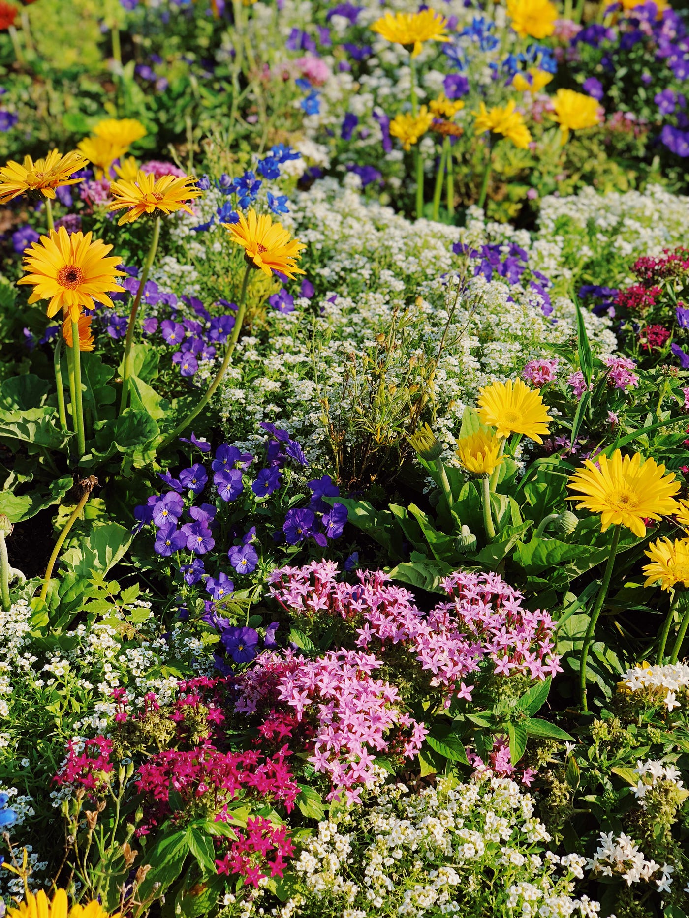 Flowers For Milly. A 2200 word short story | by Patsy Collins ...