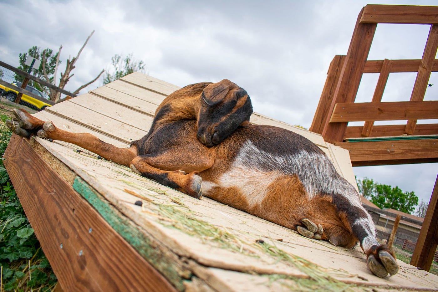 Gelato the Rescued Goat: From Dairy Farm Worker to Quality Retirement ...