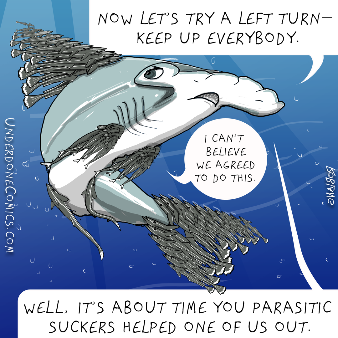 Disappearing Sharks & What You can do to Help | by Rob Lang | Medium