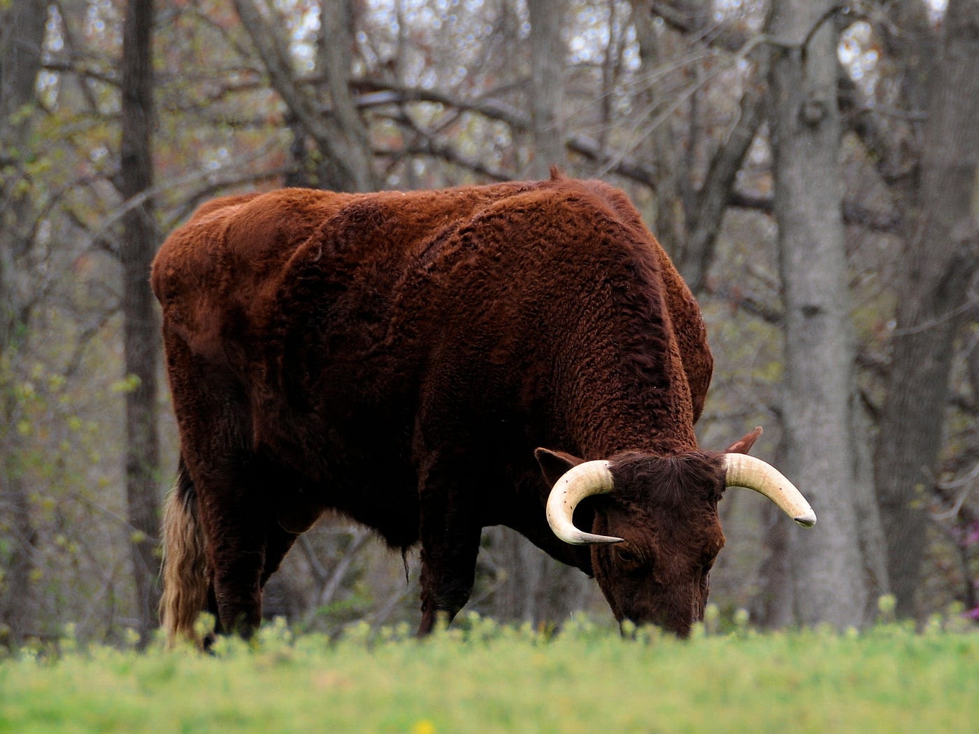 Devon. The cow, not the actor | by Avi Kotzer | Silly Little Dictionary ...