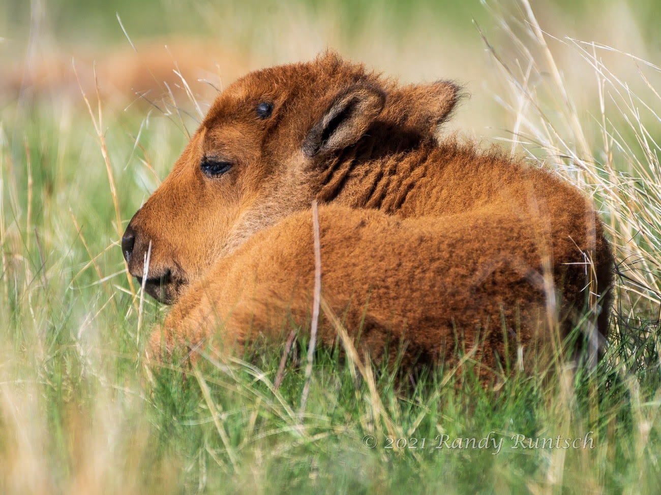 Baby American Bison