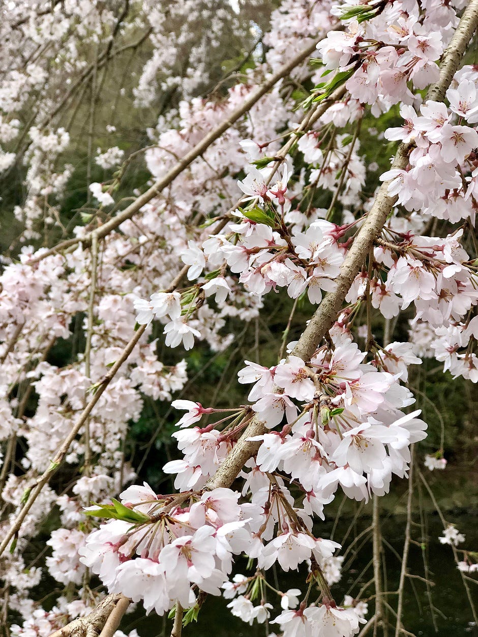 Sakura Viewing at Hamamatsu Castle | by Leslie Tran | Medium
