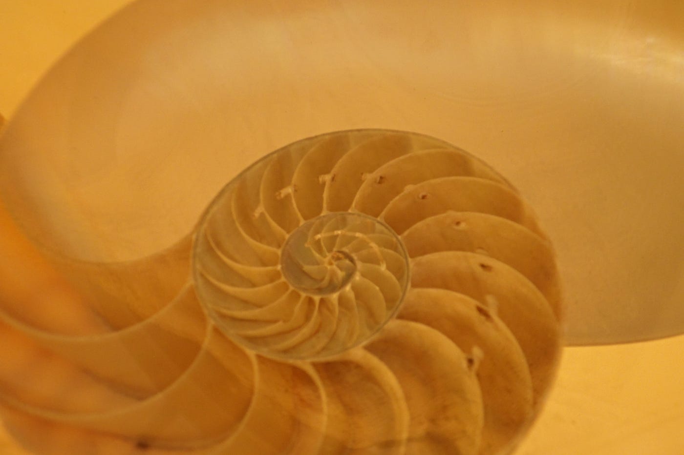 The seashell algorithm. For mollusks, spiraling into a… | by Humanicus ...