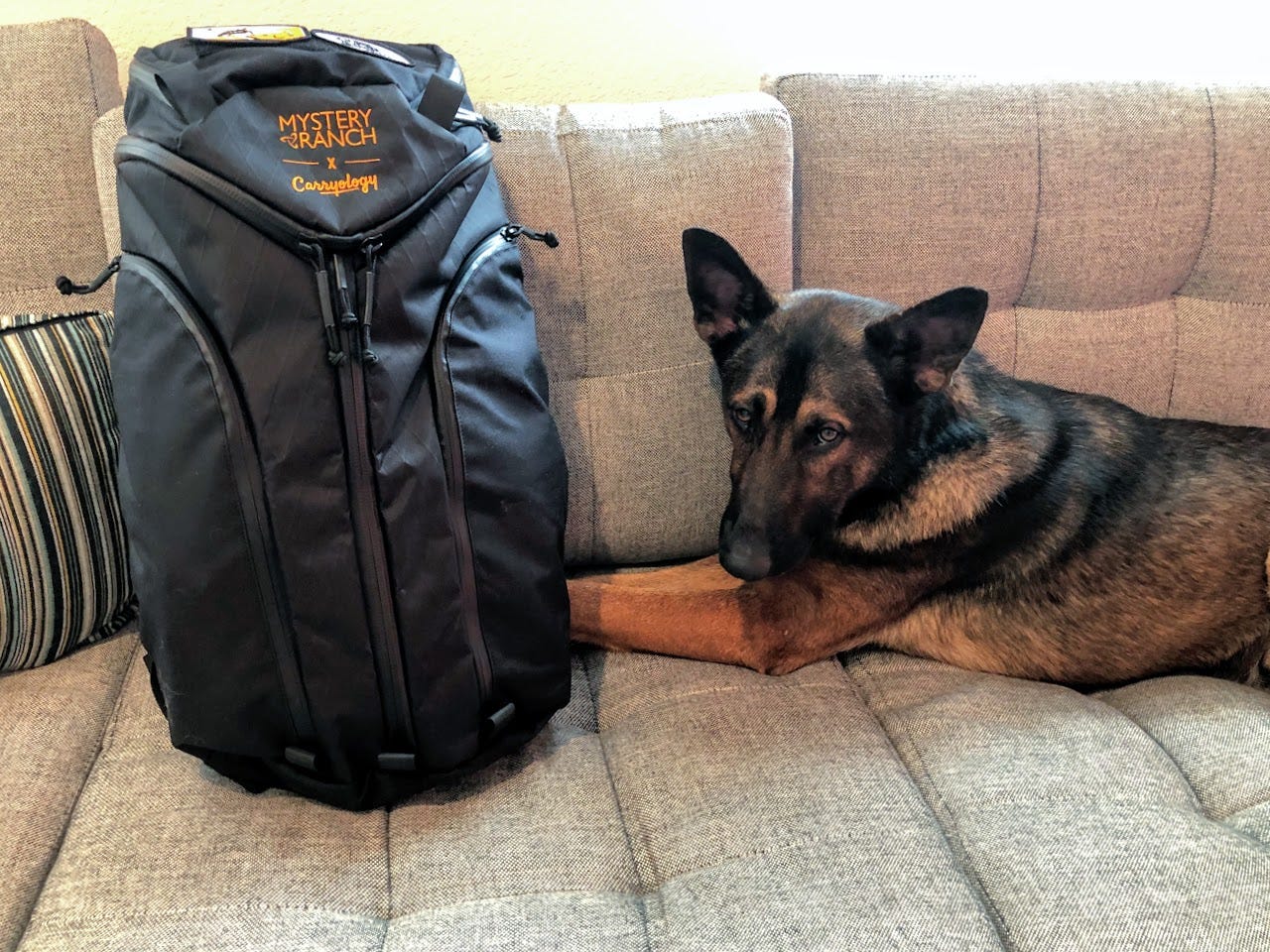 Mystery Ranch x Carryology Assault: Quick “Review” | by HL | Pangolins ...
