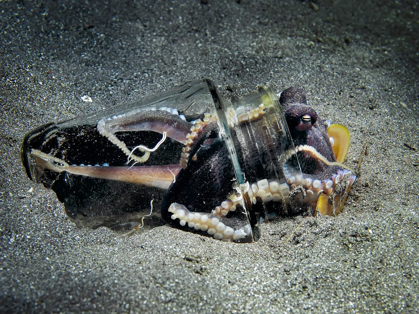 New Skill in Octopuses; Using Sea-Floor Litter as Shelter | by Elif ...