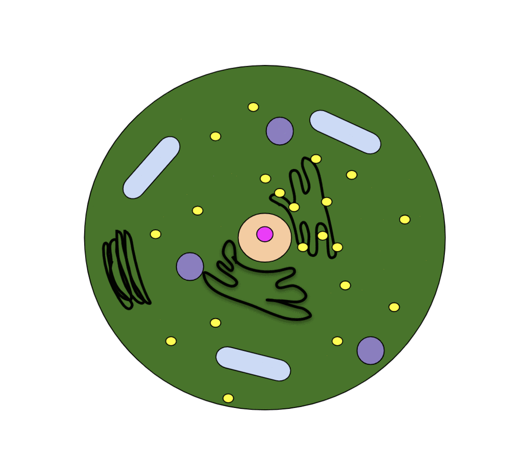 Ever Wondered Apoptosis? Here’s what it is | by Barsha Poddar | Medium