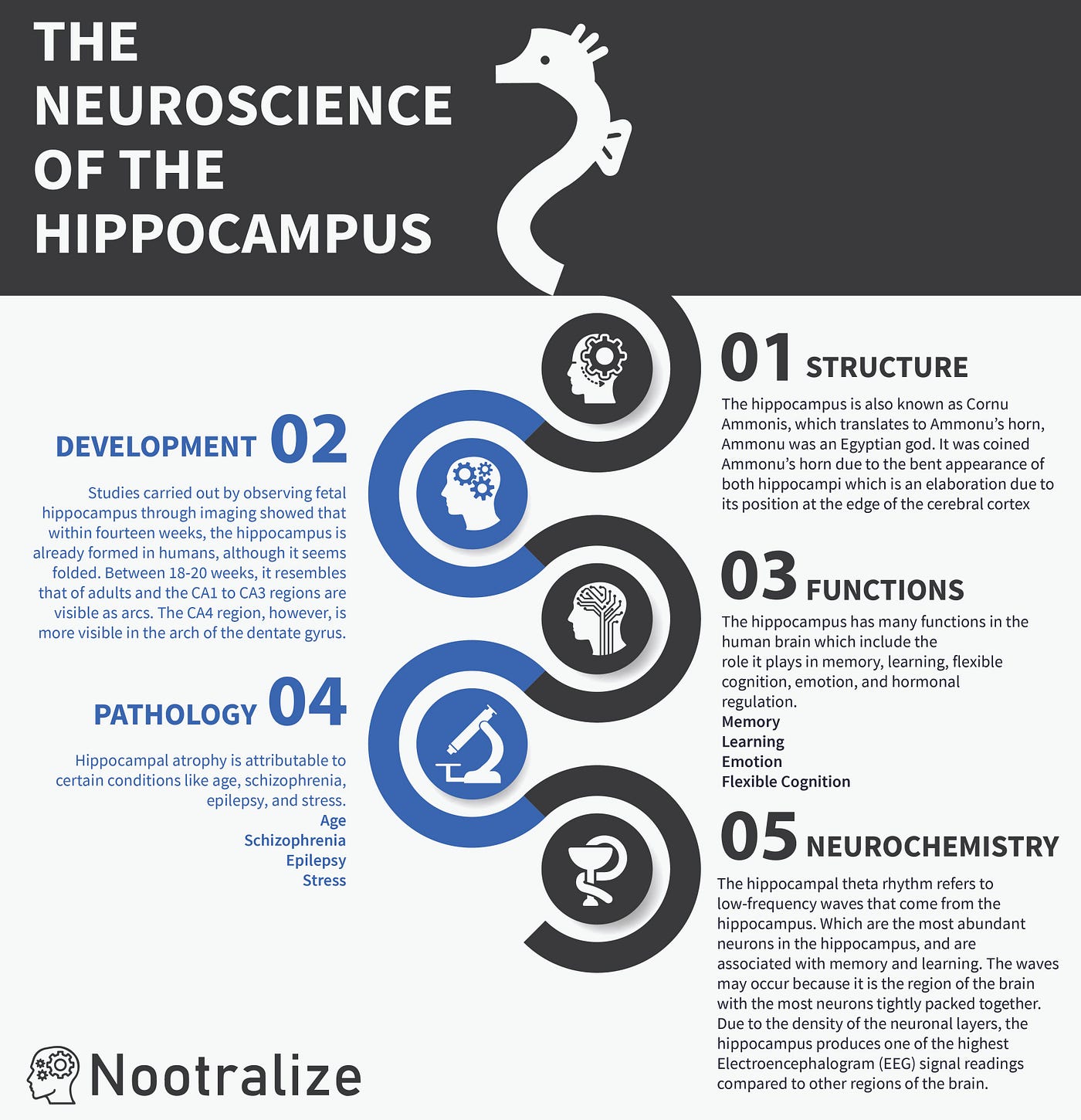 The Neuroscience of the Hippocampus | by Nootralize | Nootralize | Medium