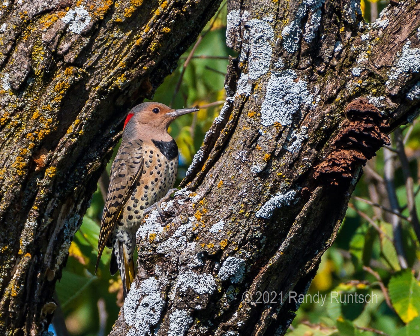 The Yellow-shafted Northern Flicker | by Randy Runtsch | Wildlife ...