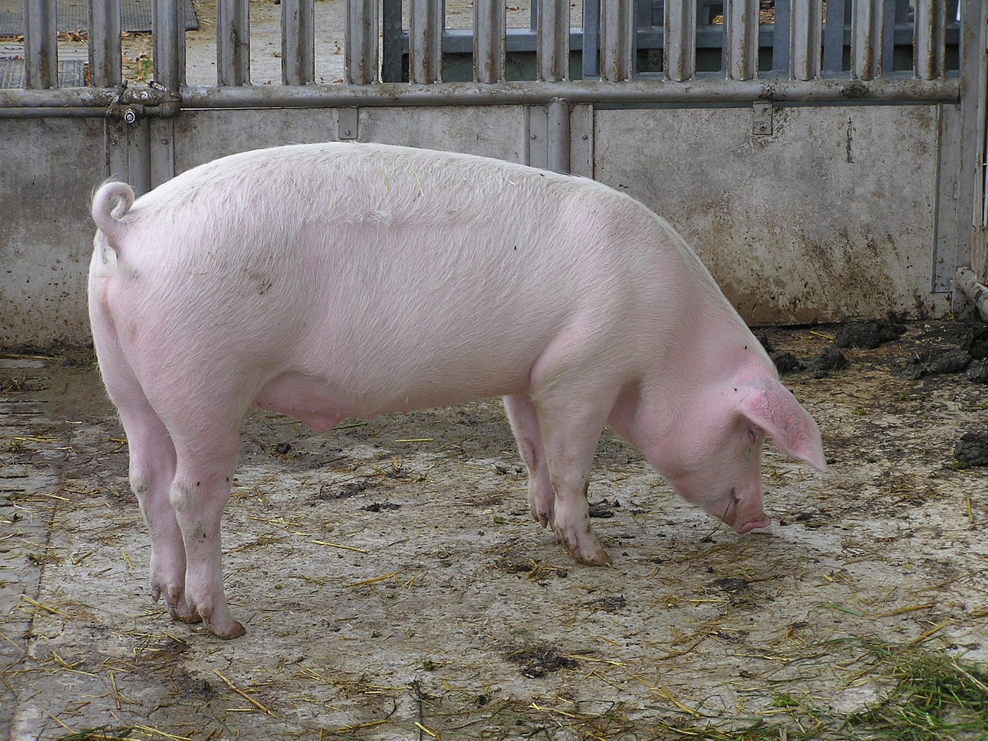 Massive Pig Health Care Comparisons | by bmelton | I. M. H. O. | Medium