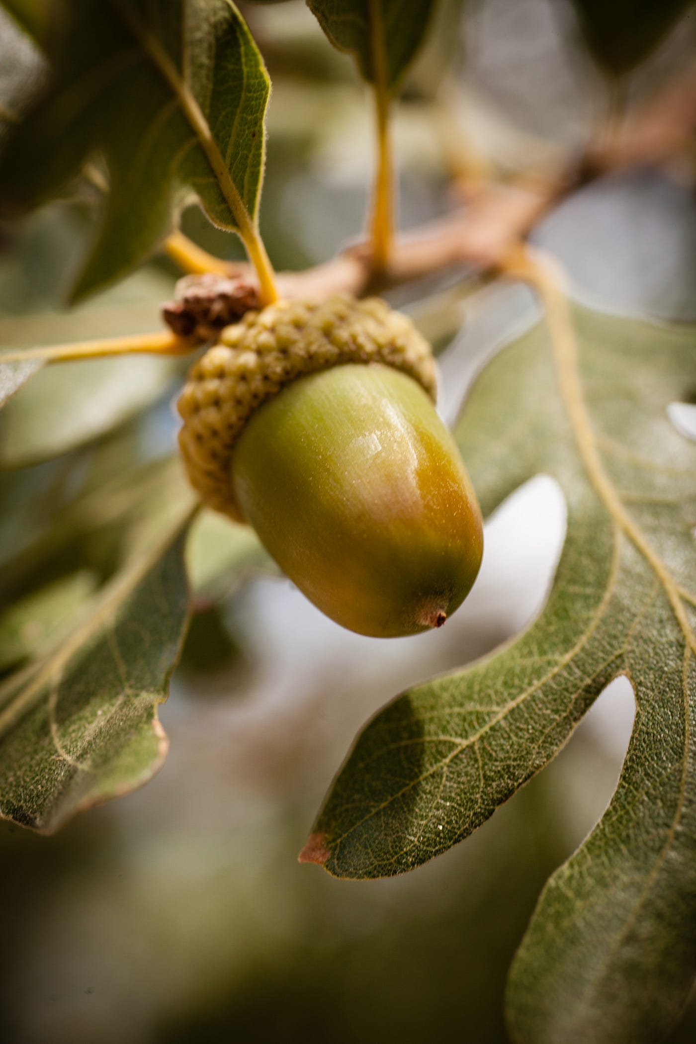 “a.corn”, noun. The nut, or fruit, of the oak tree. | by Joseph-Patrick ...