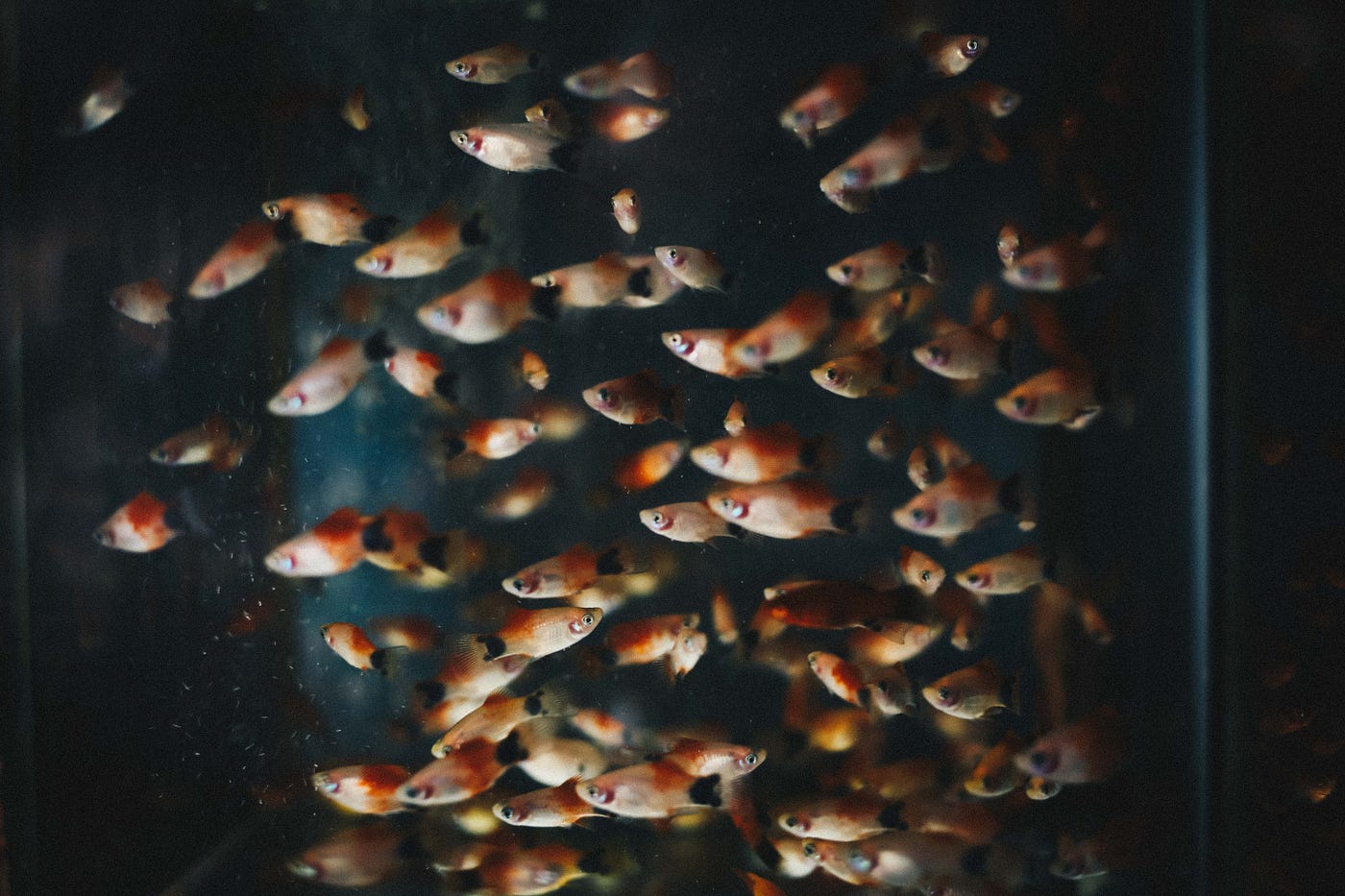 What is Cohort Analysis and How Should I Use it? | by Bill Su ...