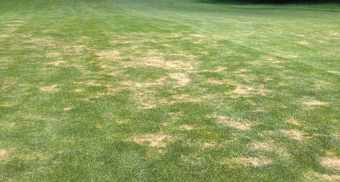Damages of nematodes on turf. In recent years, many growers around ...