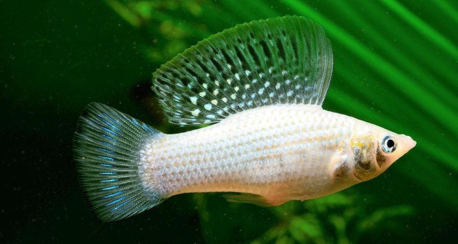 The Durable and Adaptable Molly | by Critter Science | Sep, 2022 | Medium