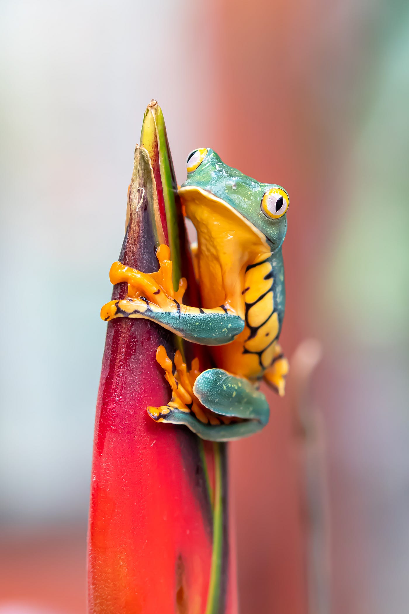 I Hate That Stupid Frog. Every single time I eat it, a new one… | by ...