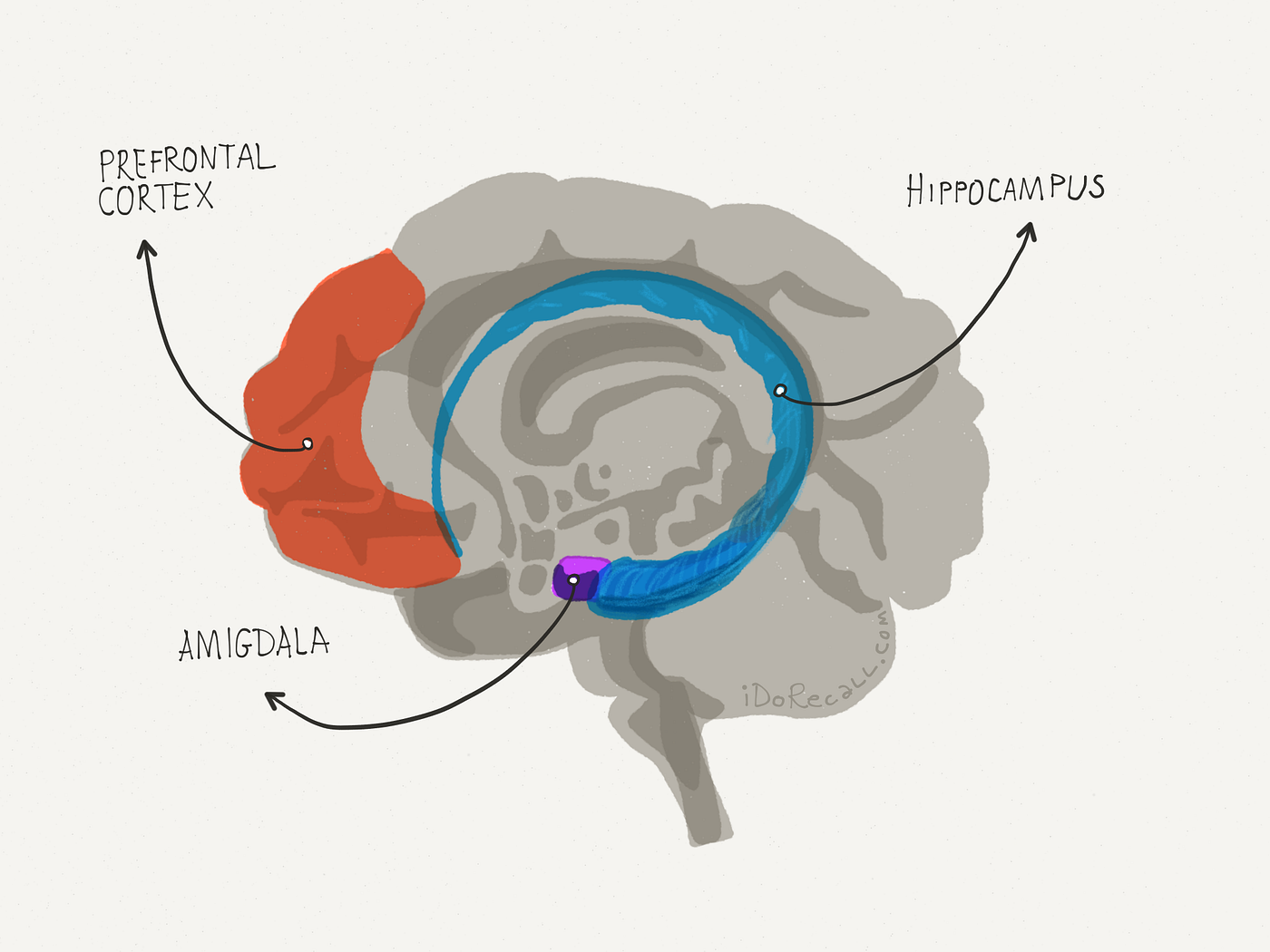 Prefrontal Cortex And Limbic System