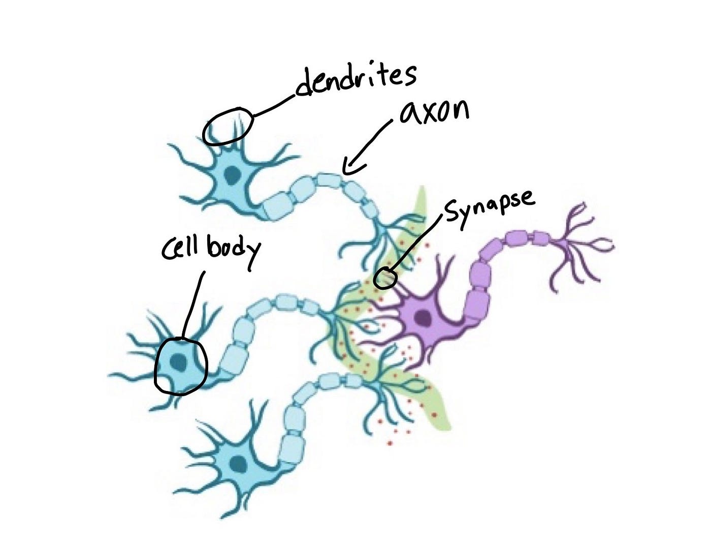 Interfacing with the Brain: Medical Applications and Superhuman ...