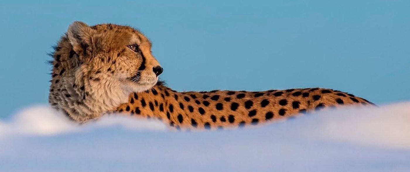 IN HONOR OF THE BIG CATS!. Did you know that Cheetah, the fastest… | by ...