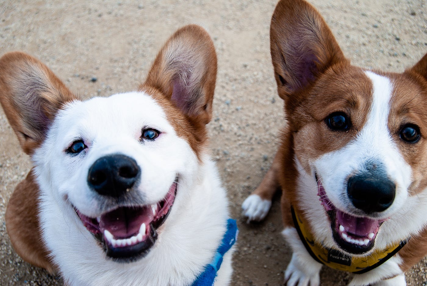 Does Your Dog Look Happy? Here’s how to tell | by Sarah-Jane W. 💙 ...