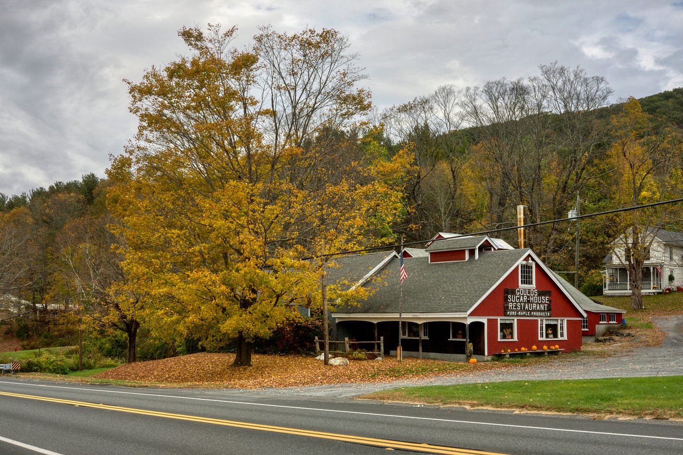 State tree of New York, Sugar Maple | by C. L. Beard | Weeds ...