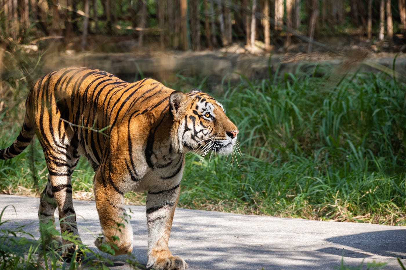 Hunting Tigers in India, 1933. A man-eating tiger was loose in the ...