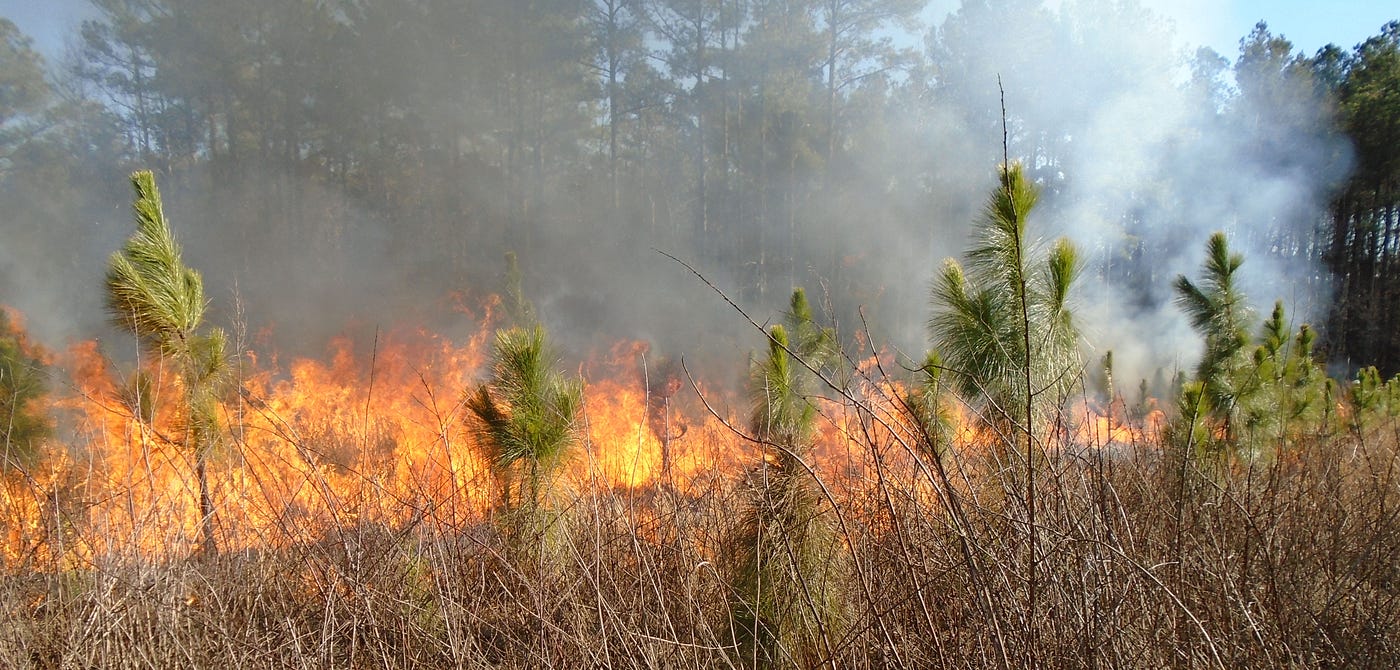 Burning pines, restoring the ecology | by John Matel | Medium