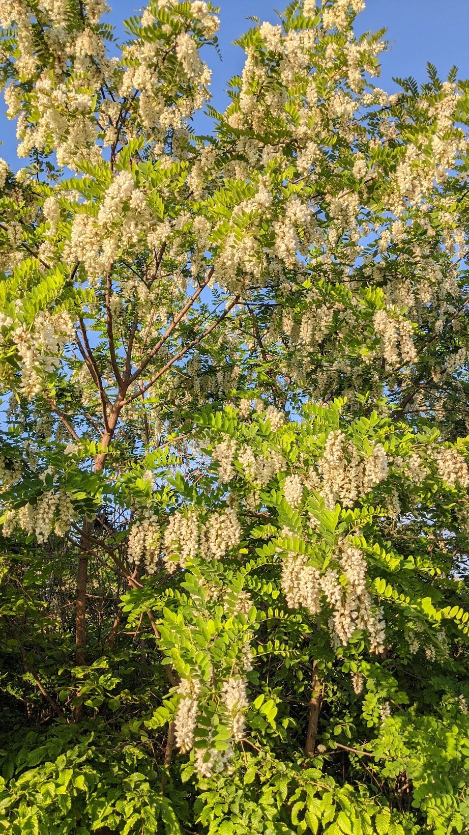 Scentful pseudoacacias. A walk around the neighborhood and… | by ...